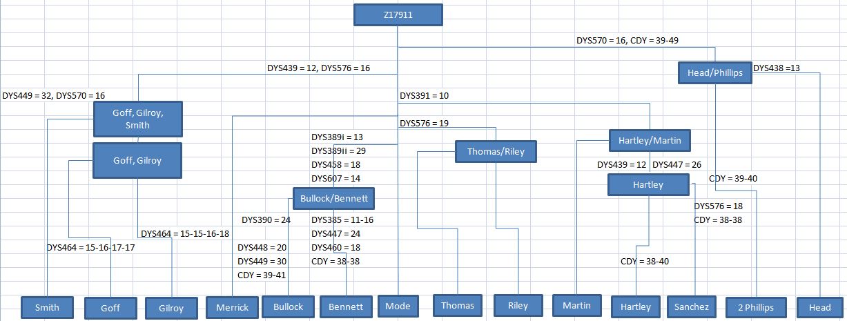 A Z17911 STR Tree – Hartley DNA & Genealogy
